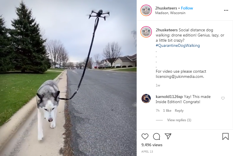 [Instagram Video] Cute Husky Seen Being Walked by Drone: Could This Be ...